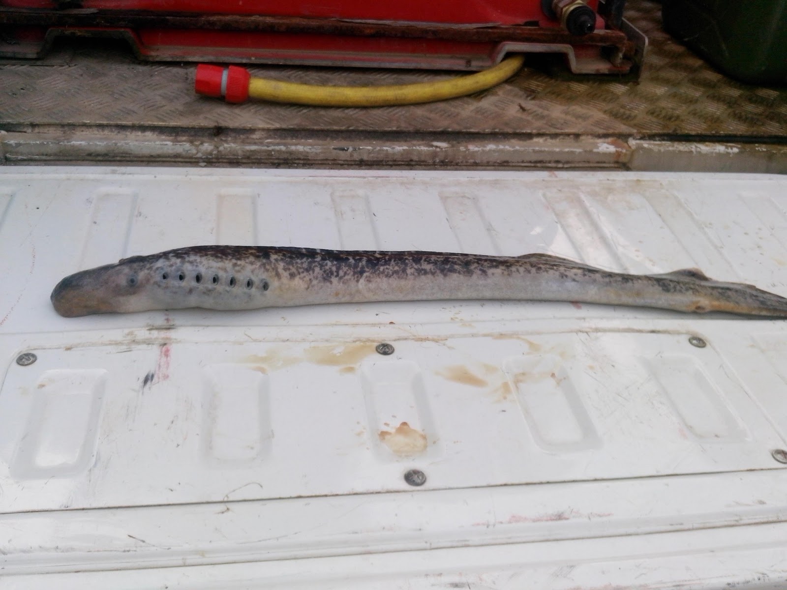 "DAMMI UN PESCE E MANGERO' UN GIORNO, INSEGNAMI A PESCARE E MANGERO ...