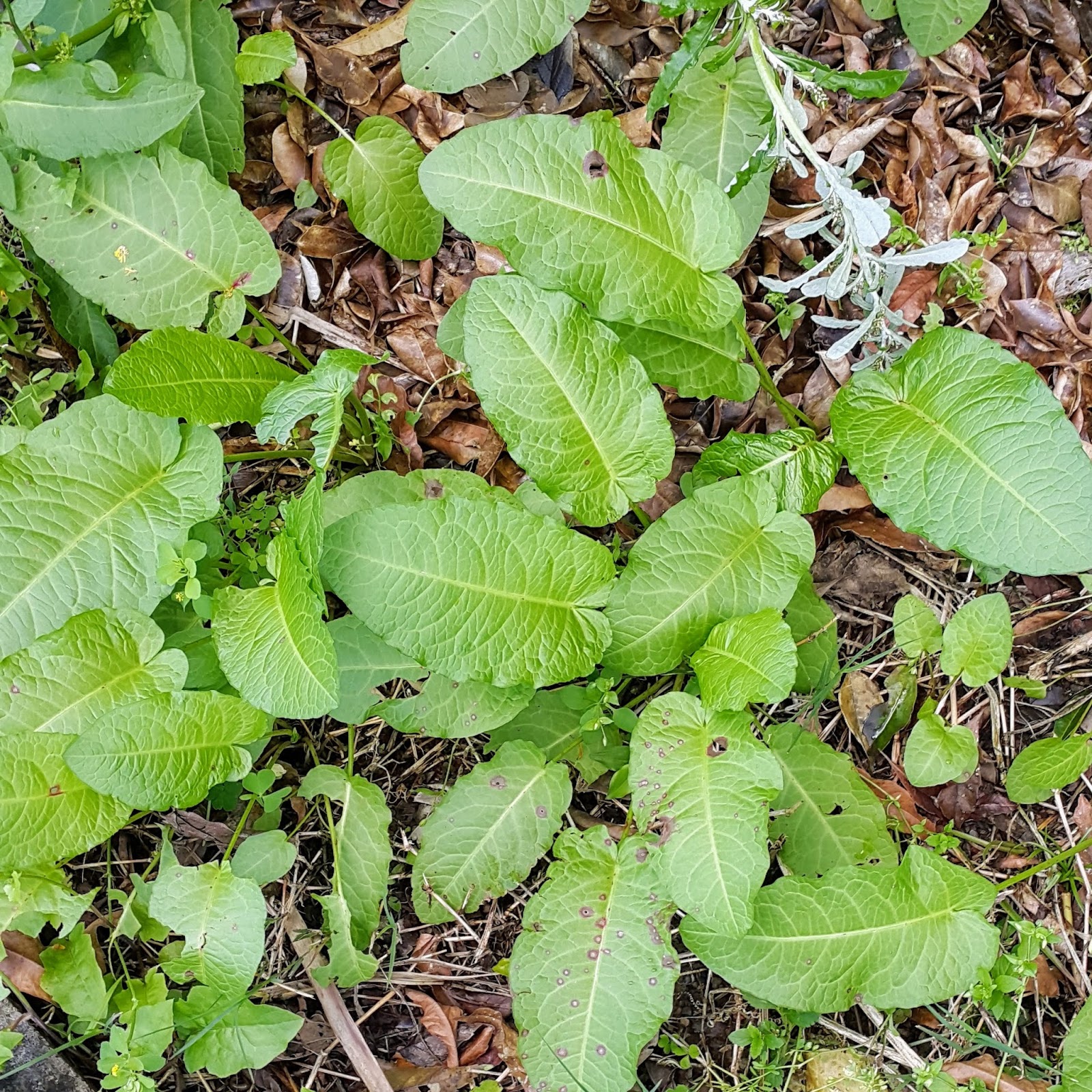 "Verdade//aspas" : 👪 Polygonaceae (Rumex obtusifolius)