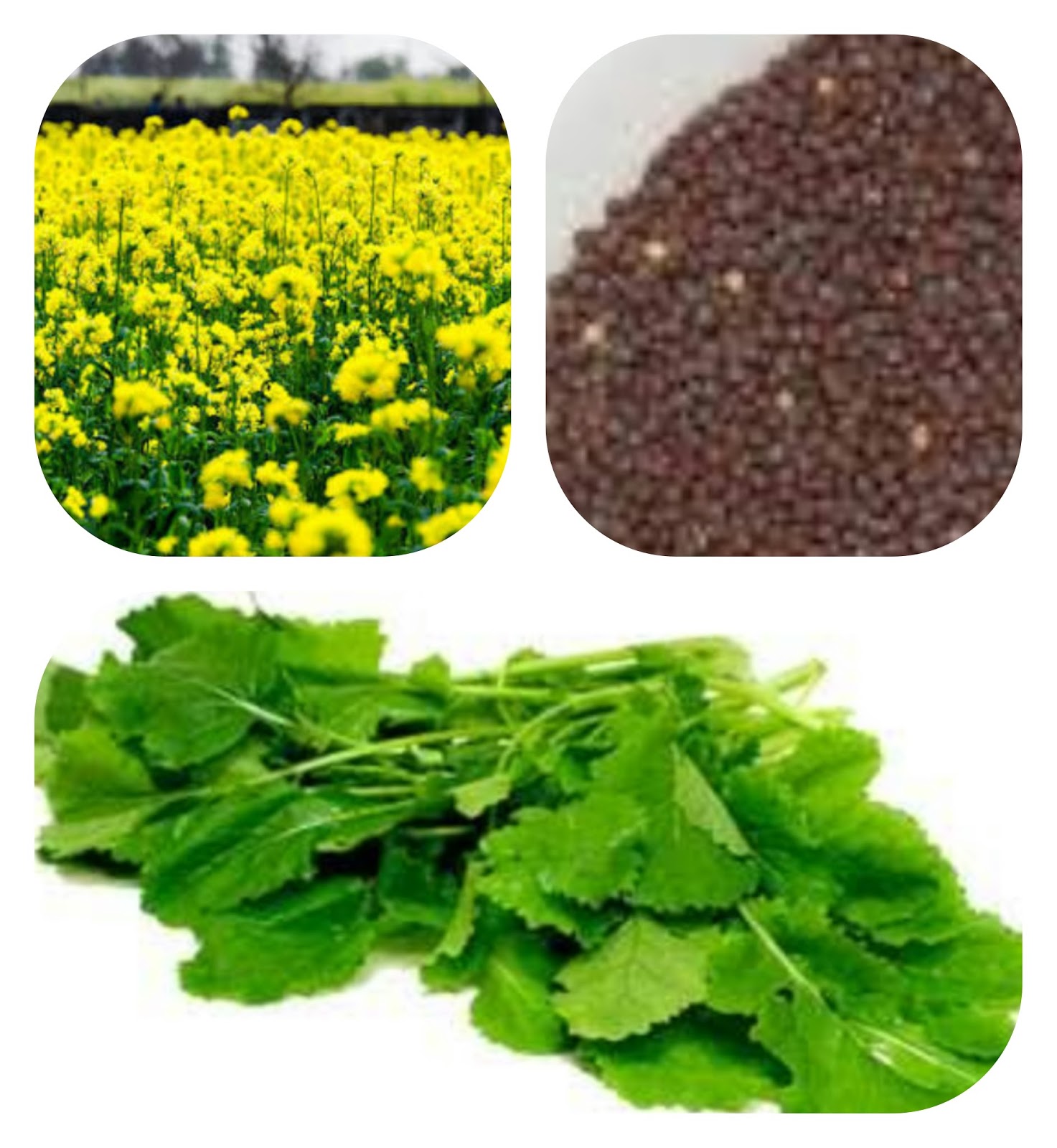 सरसों का चिकित्सीय प्रयोग । ( Yellow sarson)