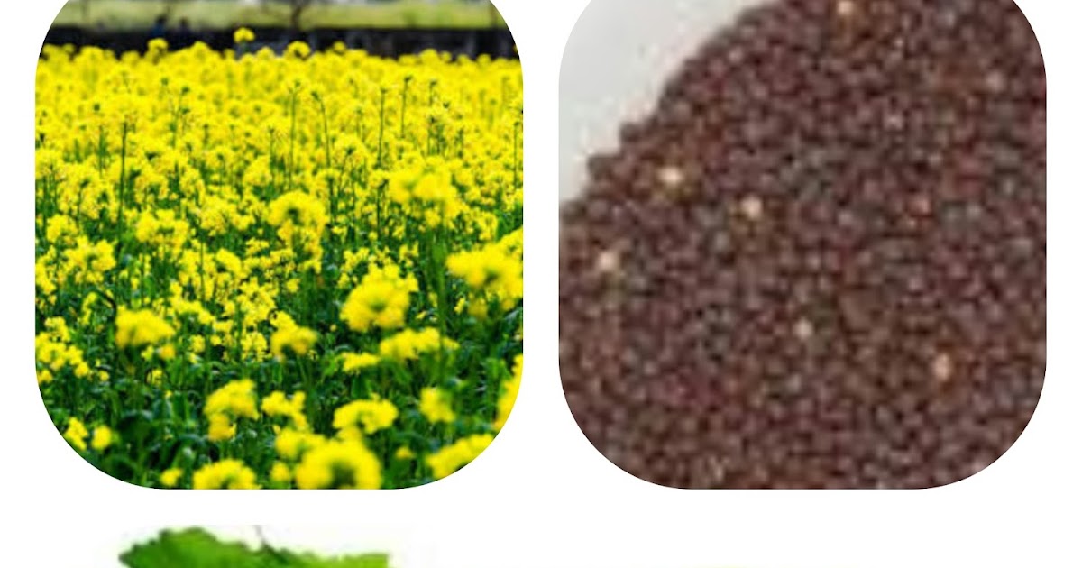 सरसों का चिकित्सीय प्रयोग । ( Yellow sarson)