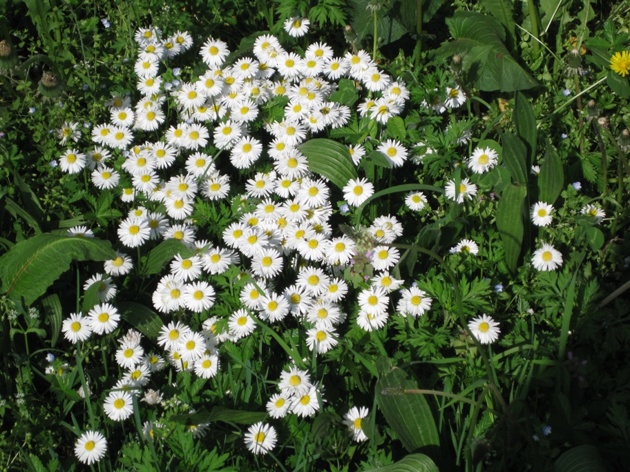 Il Giardino della Terra: MARGHERITINA