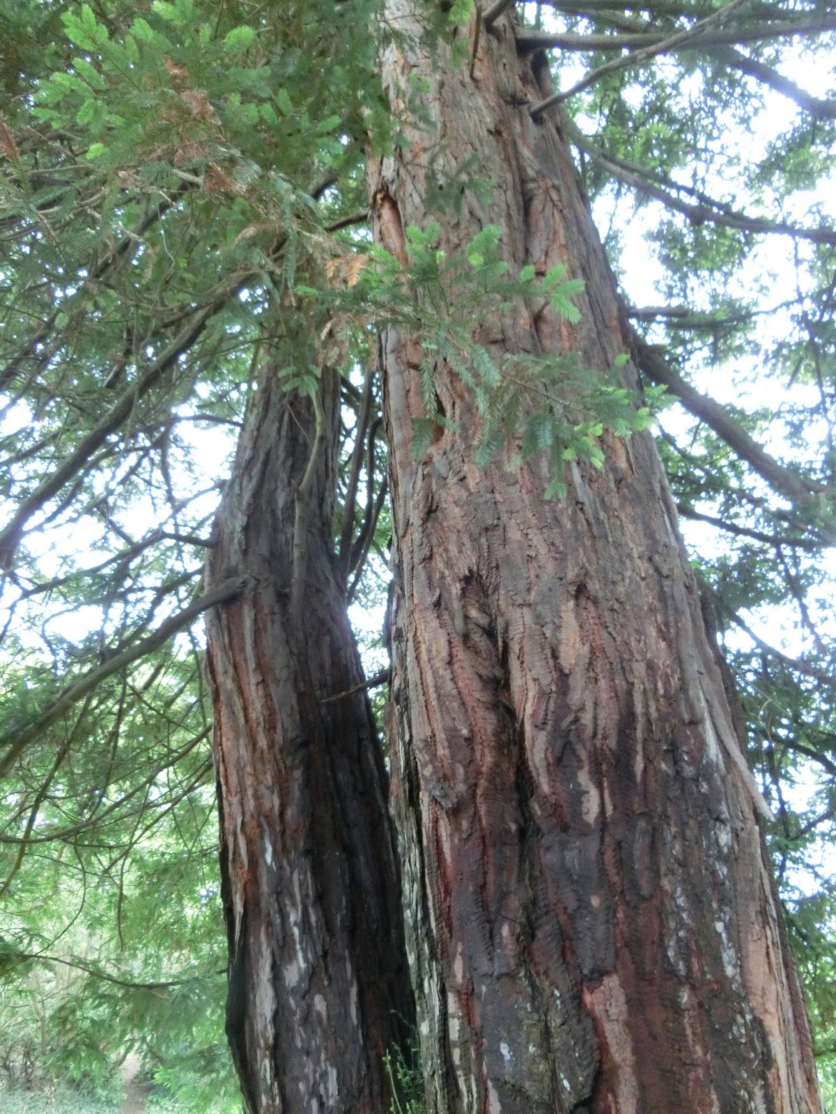 Nau speak: San Francisco: Golden Gate Park to the Golden Gate Bridge