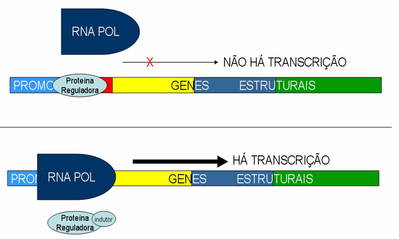 GENETICA ON LINE: AULAS 6 E 7 BIOLOGIA - REGULAÇÃO DA EXPRESSÃO GÊNICA