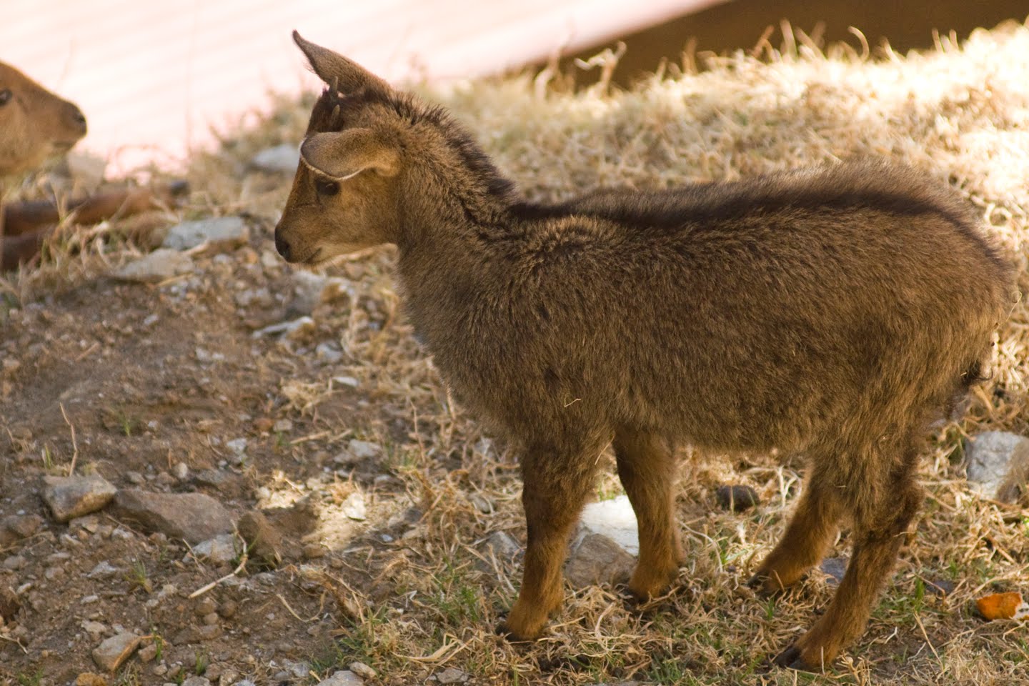 Cedar Hill Lodge - (Shimla) - Himachal Pradesh.: Shimla Water Catchment ...