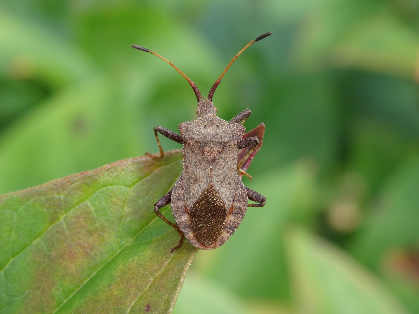 Fotografia przyrody.: Wtyk straszyk (Coreus marginatus).