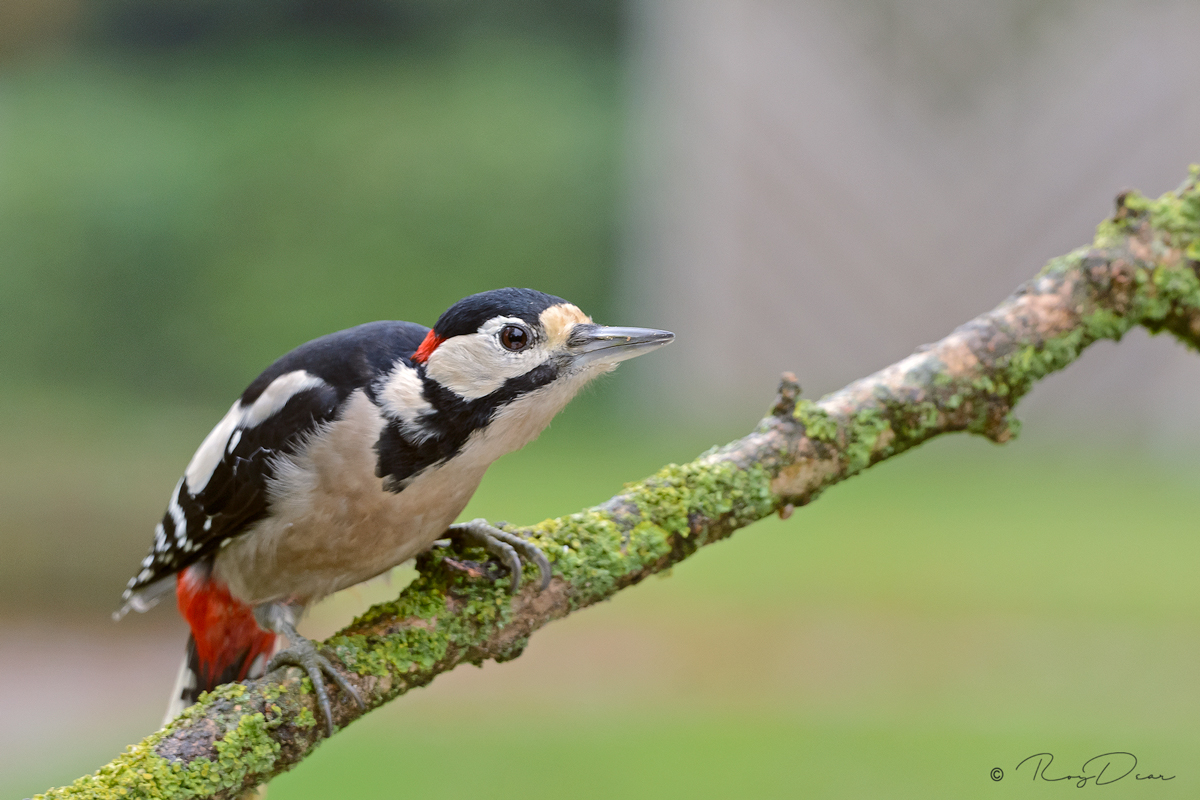 Foto's: Grote bonte specht