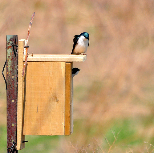 Friends Of Sam Smith Park Tree Swallow Nesting Boxes
