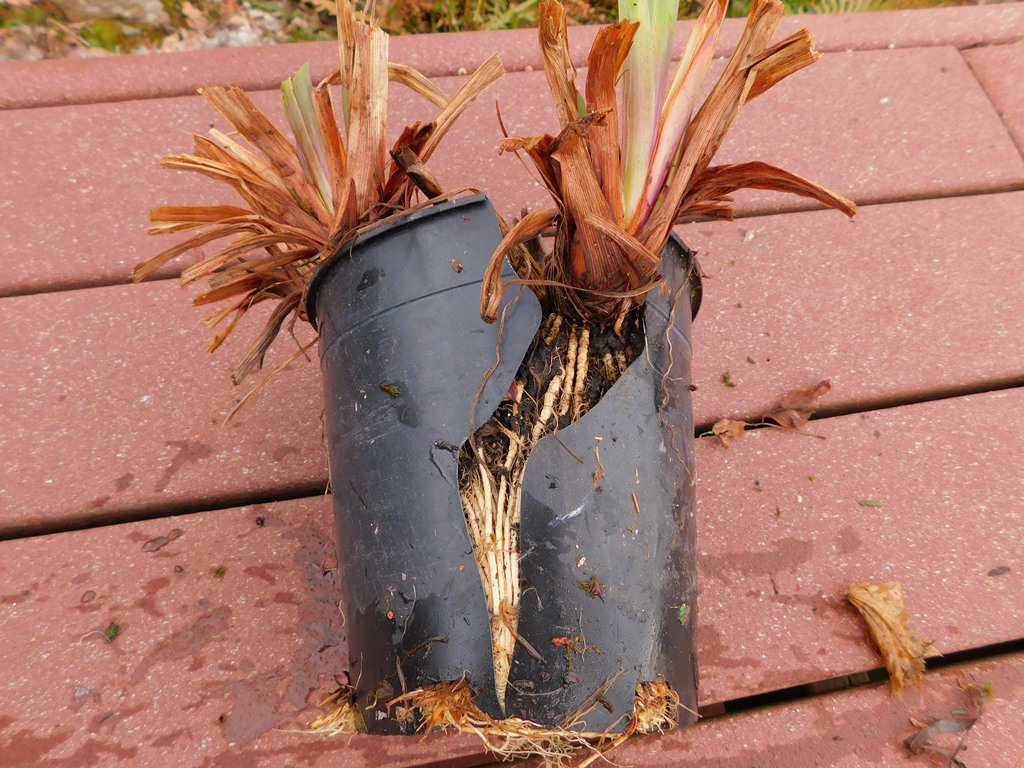 World of Irises: Iris ensata, Iris laevigata and Pseudata in Containers