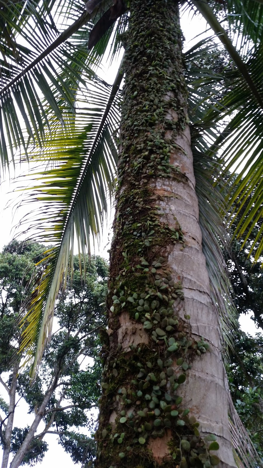 Warisan Petani: Pokok Duit-duit