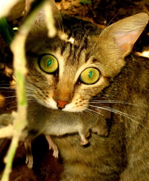 Mammals of Cyprus - Τα θηλαστικά της Κύπρου by George Konstantinou: The ...