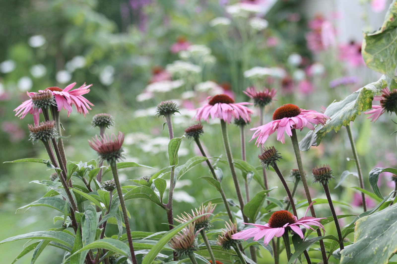 Frøken Solhat: Blomster med X-faktor