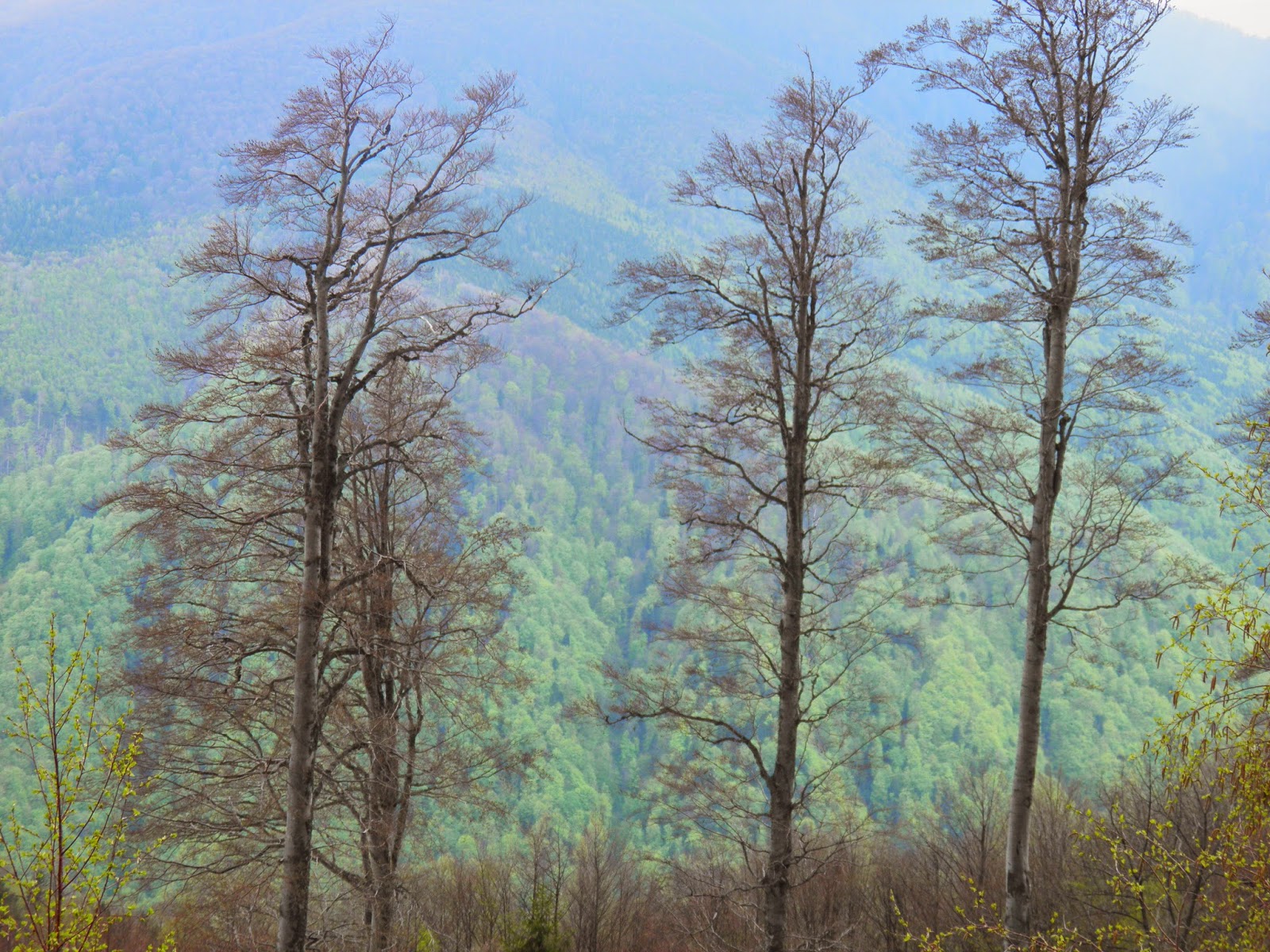 PASARI DIN ROMANIA: ULIU PORUMBAR (ULIUL GAINILOR), Accipiter gentilis