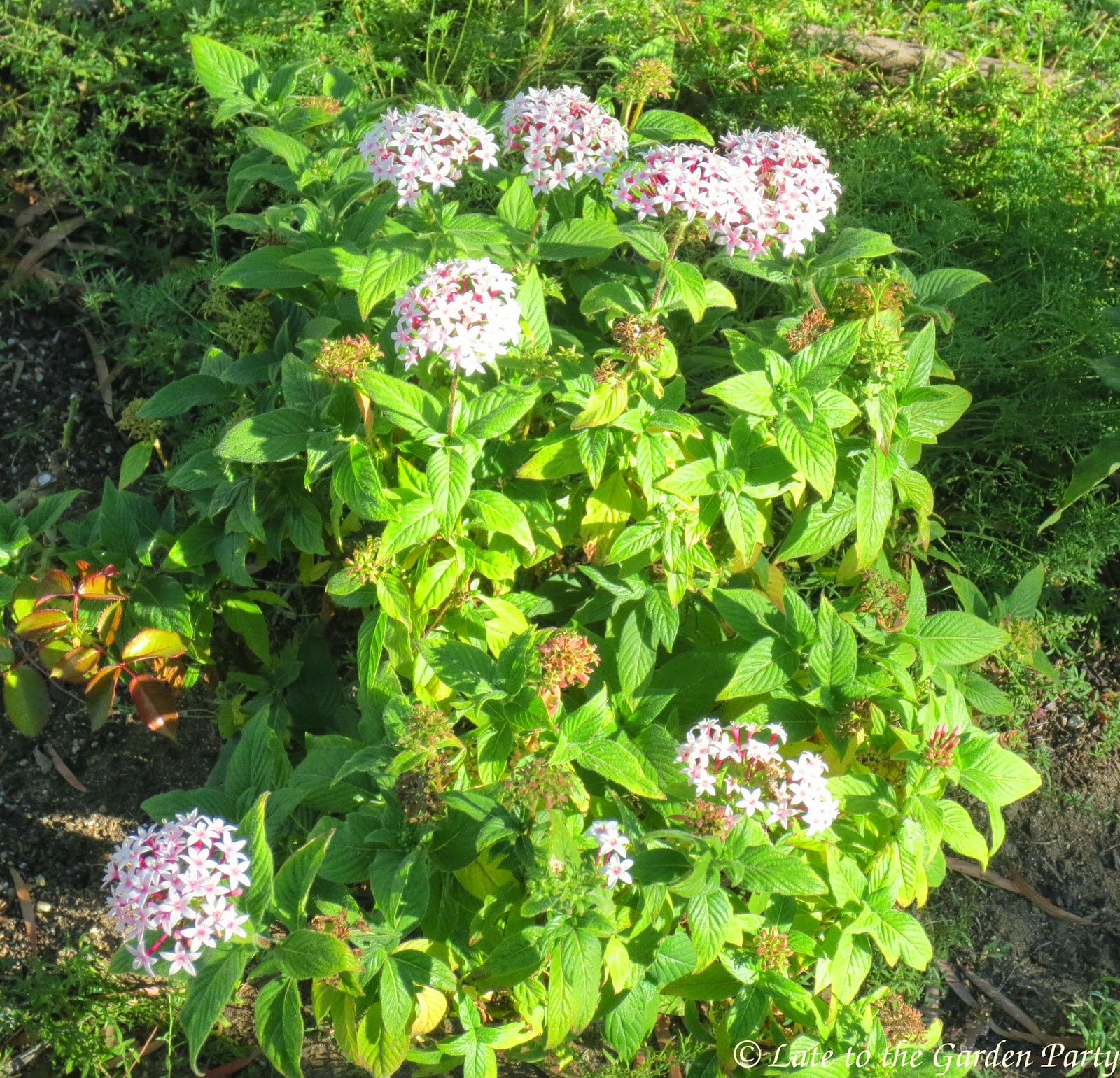Late to the Garden Party: My favorite plant this week: Pentas ...