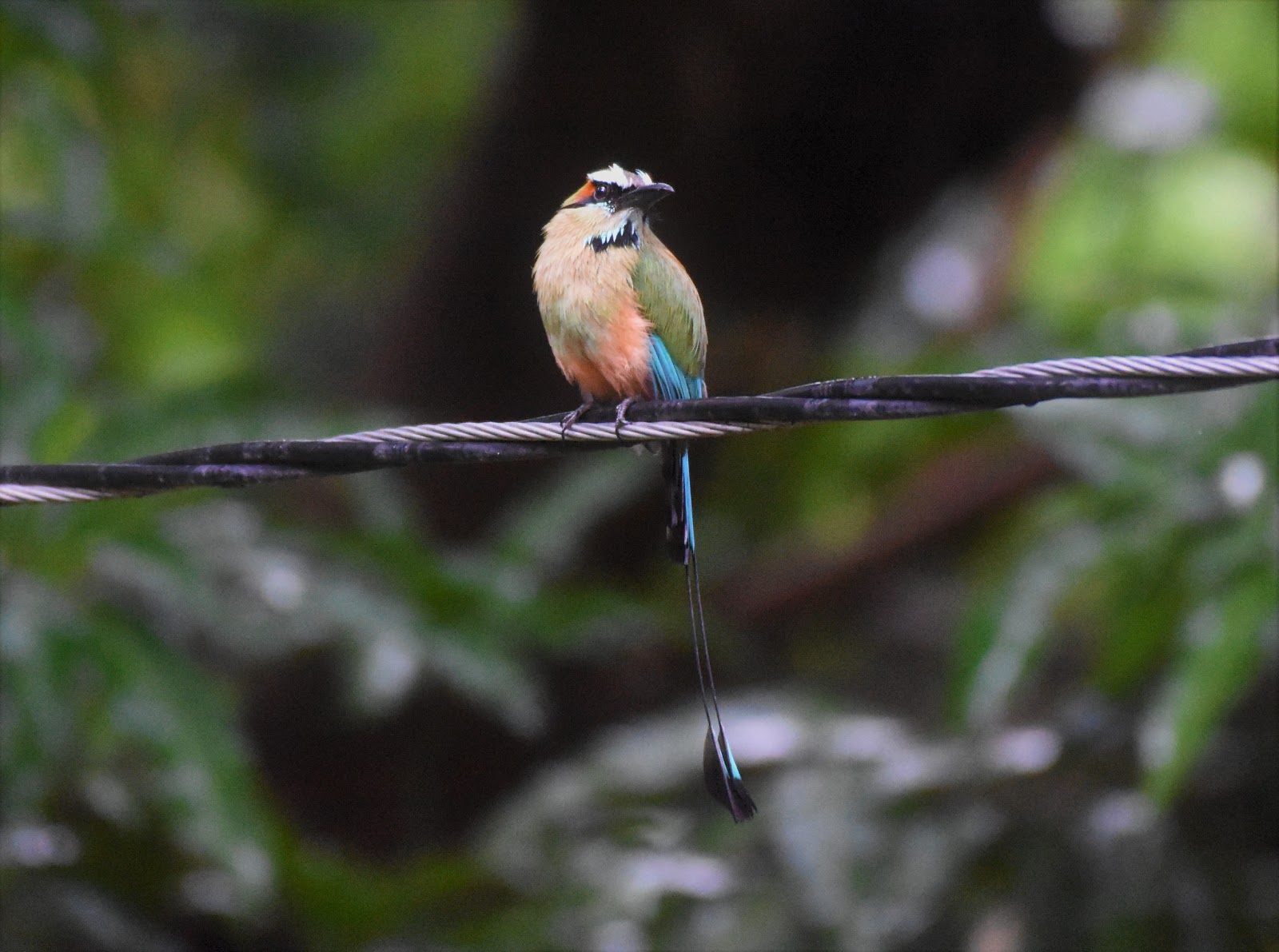 Las Aventuras: Costa Rican Birding