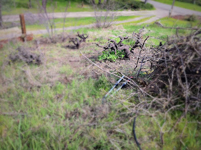 riddlelove: A Grape Anthology