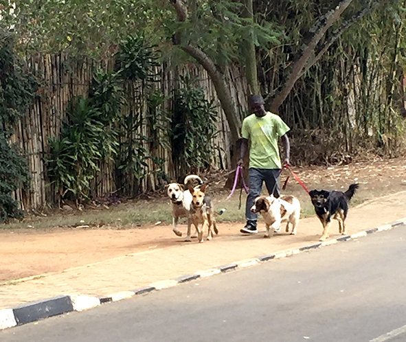 Journey around the world, Kigali - Rwanda: Dog walker in Kigali ...