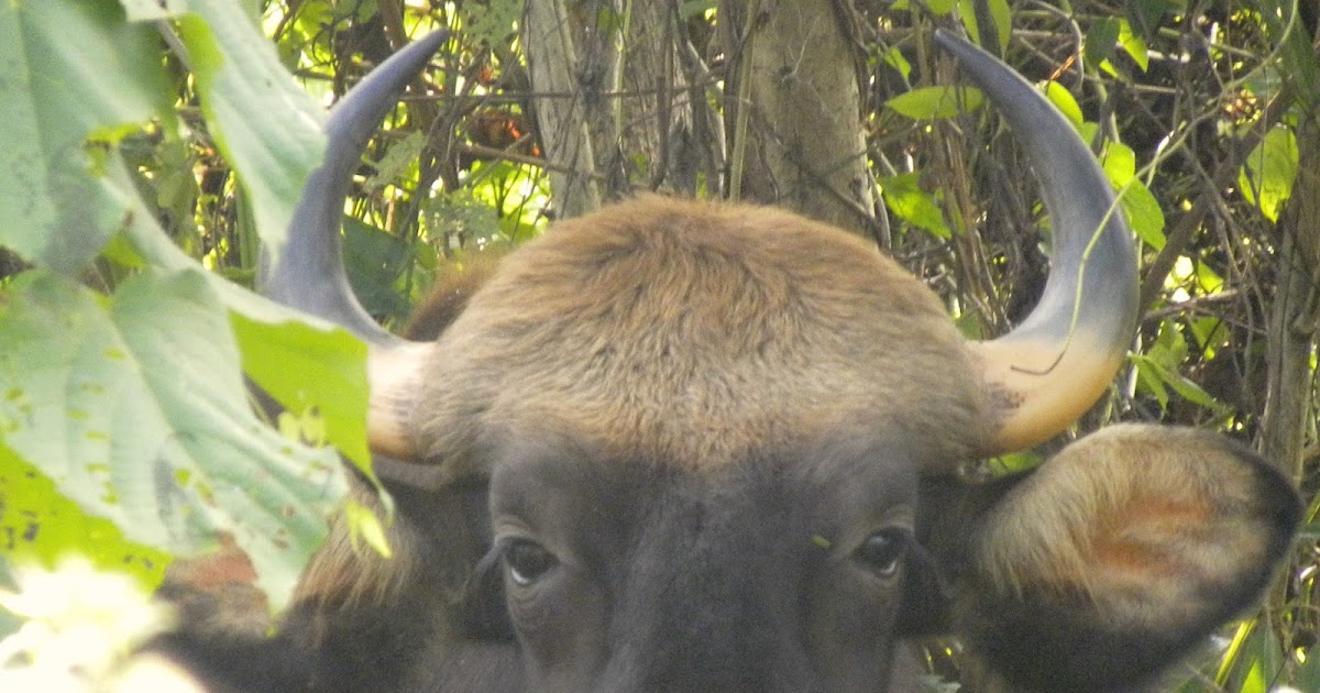 Gaur-One of Big Five Mammals in Manas