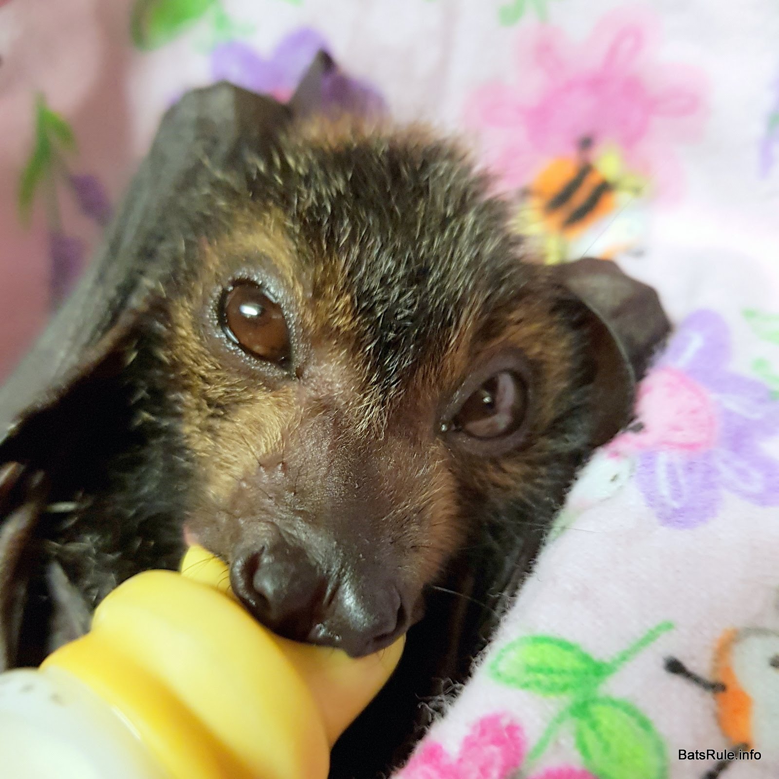 Rehab | Megabat babies Spectacled in care Flying-fox fruit bat