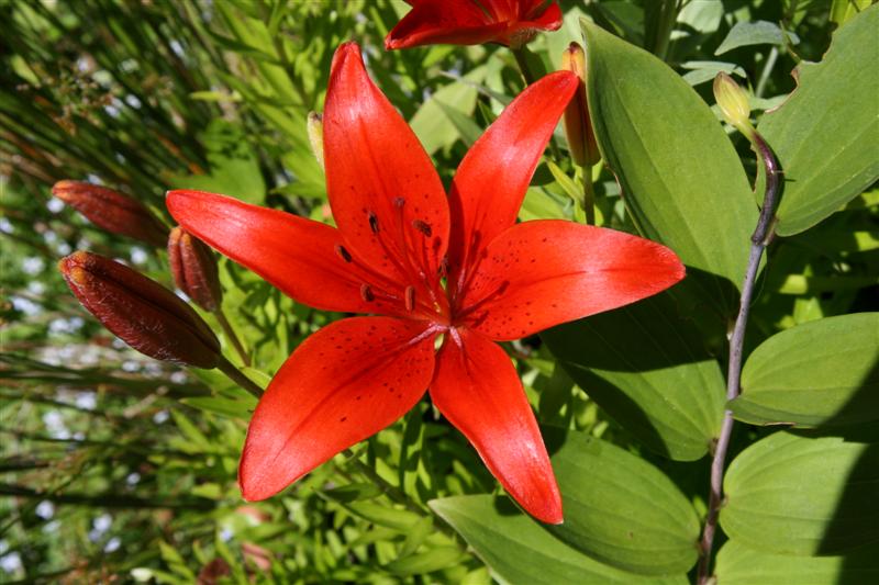 Life is an Adventure, Live it to its FULLEST!!!: Today's Nail Art - Red ...