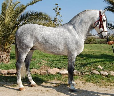 Clapiraly: EL CABALLO