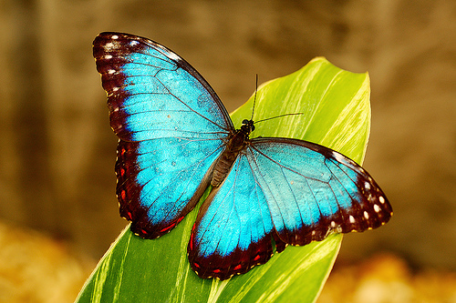 Mariposas
