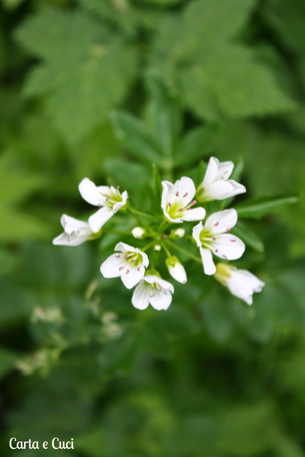 Carta e Cuci: luglio 2014