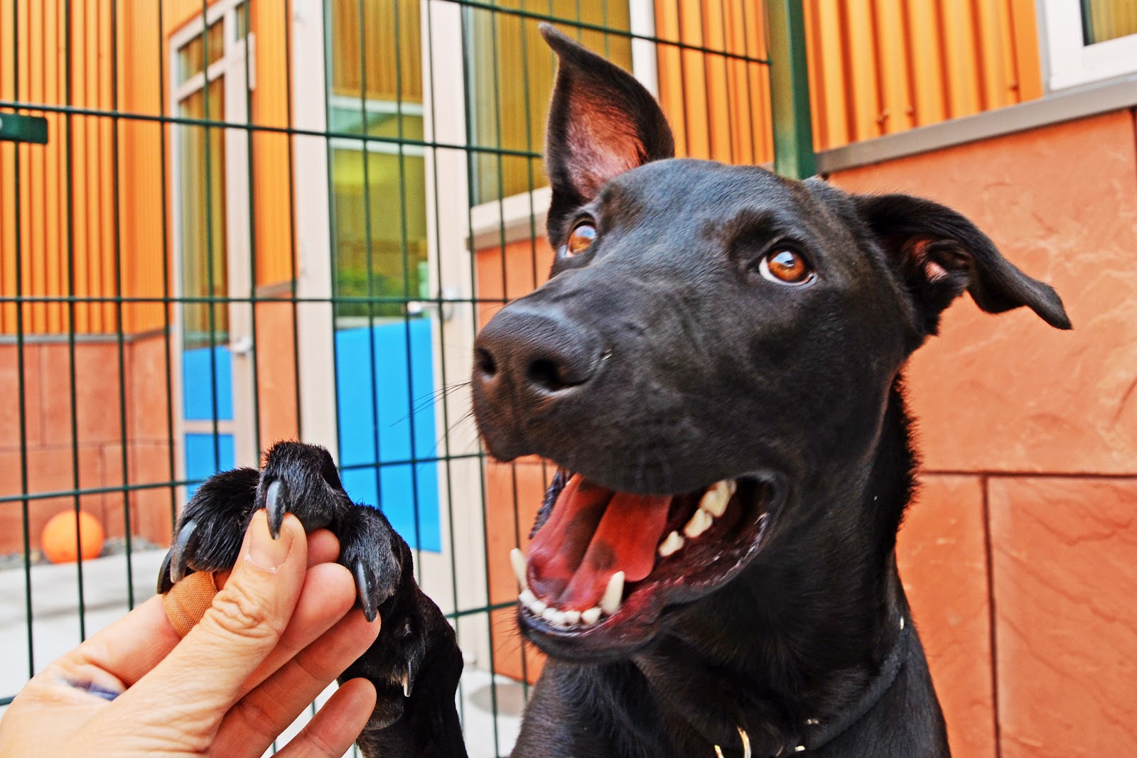 Dogs In the Bubble: All About Oso(me) Dog