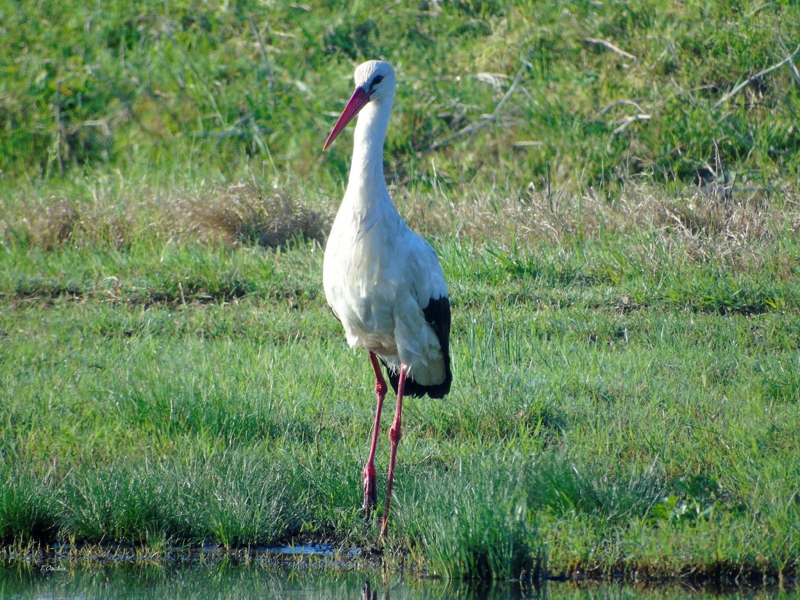 PASARI DIN ROMANIA: BARZA, Ciconia ciconia