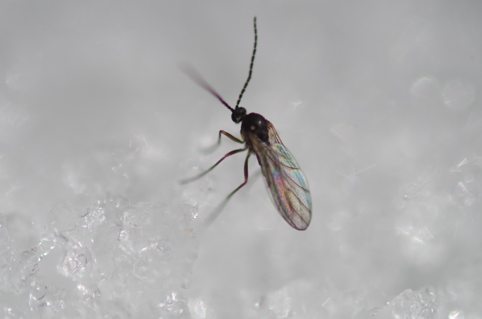 The Bugs in the Backyard: Bugs On Snow