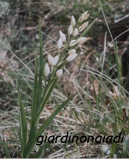 Il giardino delle Naiadi: ORCHIS LAXIFOLIA, LA RARISSIMA ORCHIDEA PALUSTRE
