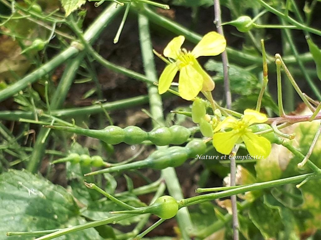Ravenelle maritime - Nature et complicités