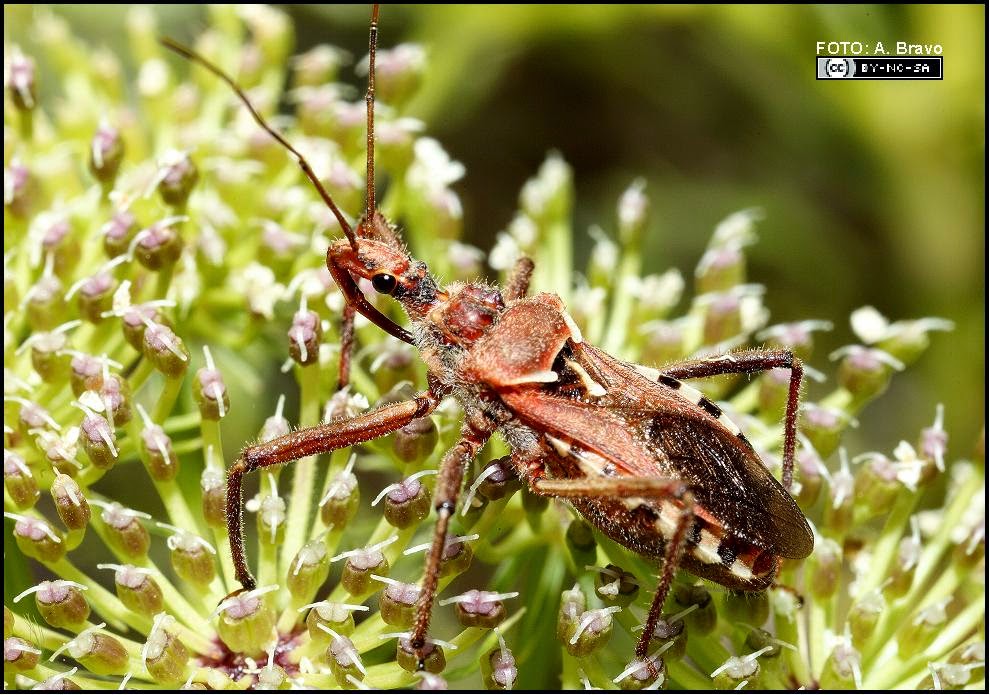 FAUNA AUXILIAR: FAMILIA REDUVIIDAE