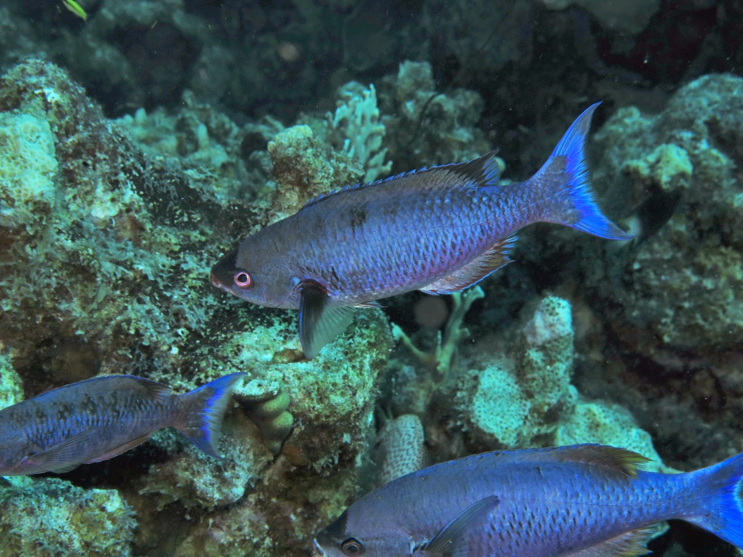 Rambling Jill: Creole wrasse