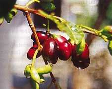 ALAM NUSANTARA: Tanaman Obat ( Jamblang )