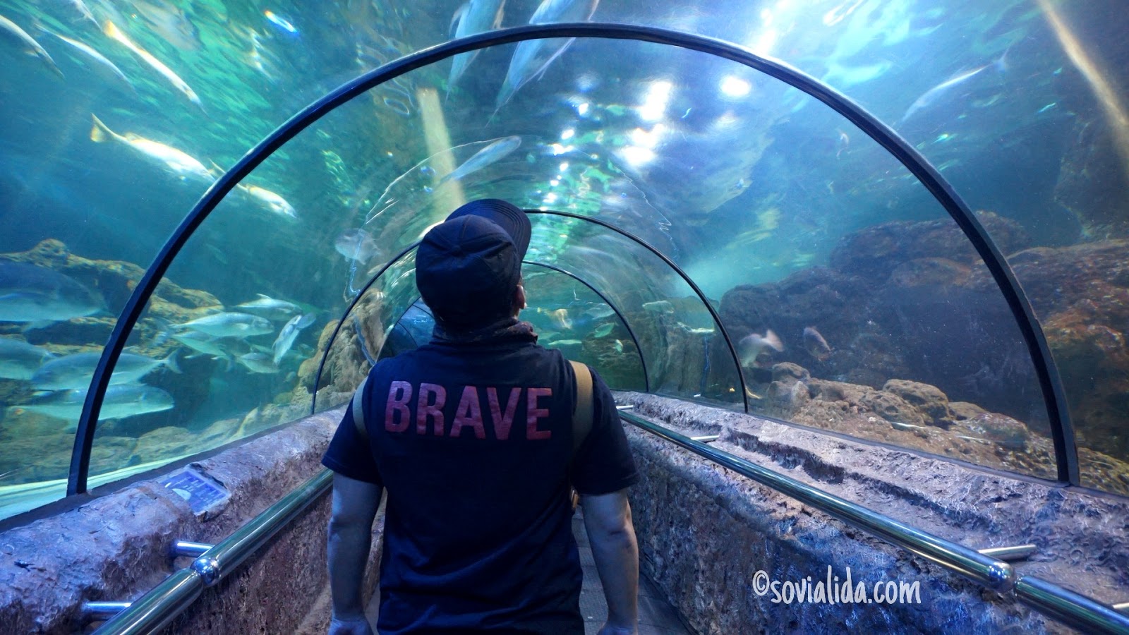 Mengenal Kehidupan Laut di Seaworld Ancol — Sovialida