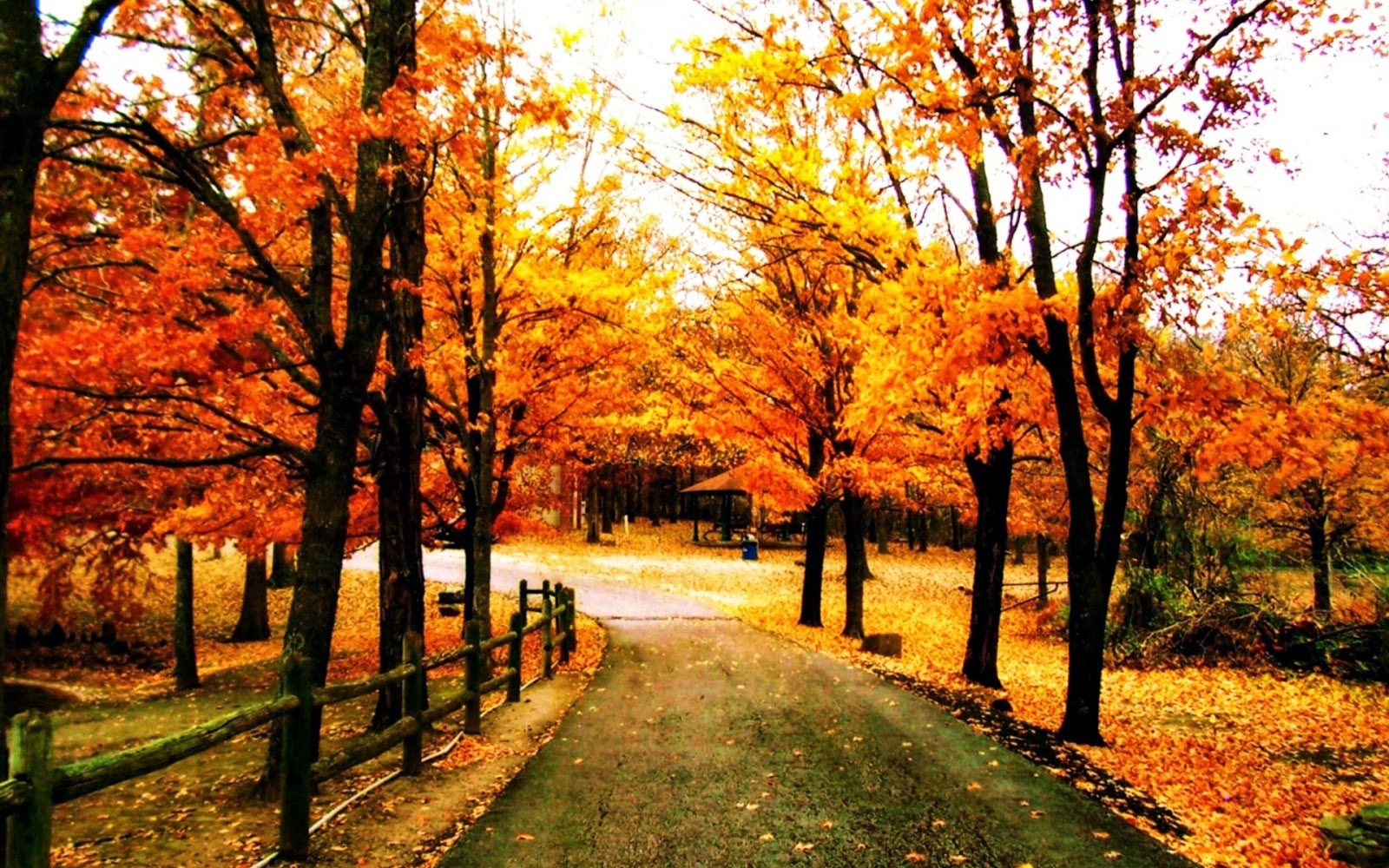 Beautiful Autumn Trees Wallpapers|http://refreshrose.blogspot.com/