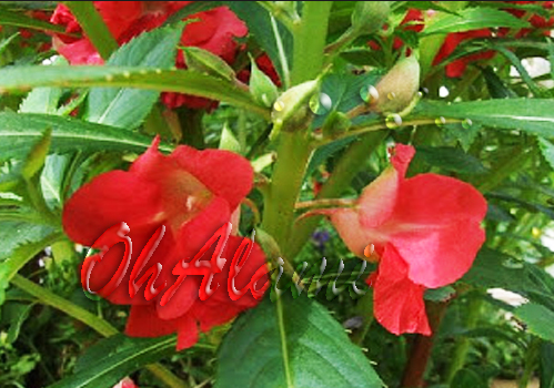 tokobungakarangan: Bunga Pacar Air (Impatiens balsamina)