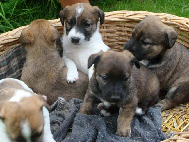 Mascotas, perros y gatos, animales domésticos: Perros Foster