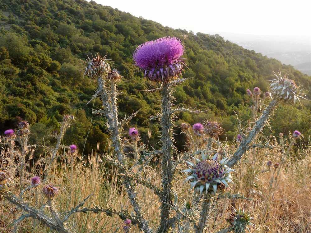 r o b i n 's y a r d: Onopordum illyricum