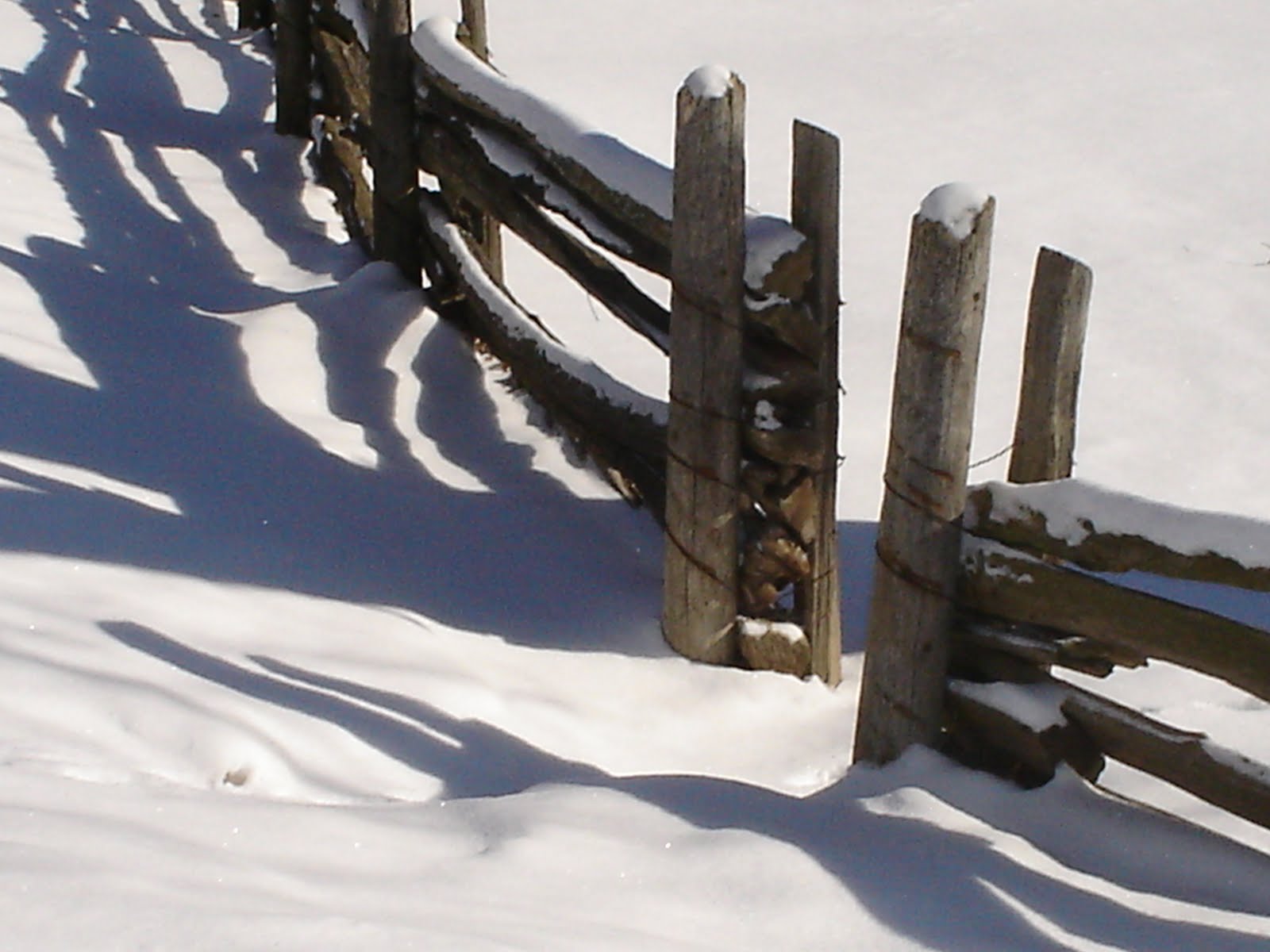 Annette Cooper Photography