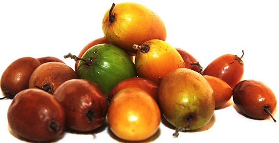 Agrifarming: Ber Fruit Farming (Indian Jujube) Details Guide