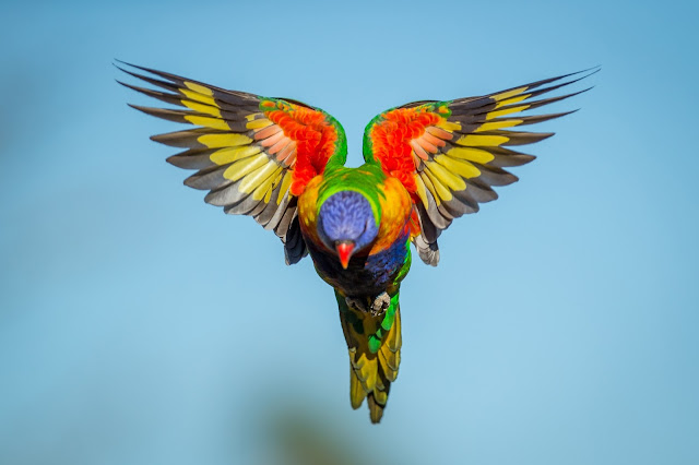 Dimples: 100 Names of African Birds in Lubukusu