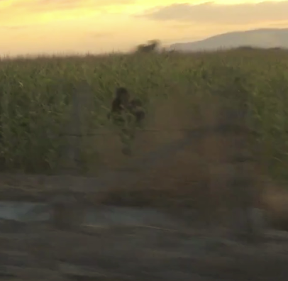 RMSO Bigfoot: Little girl films Bigfoot in a cornfield Provo Utah