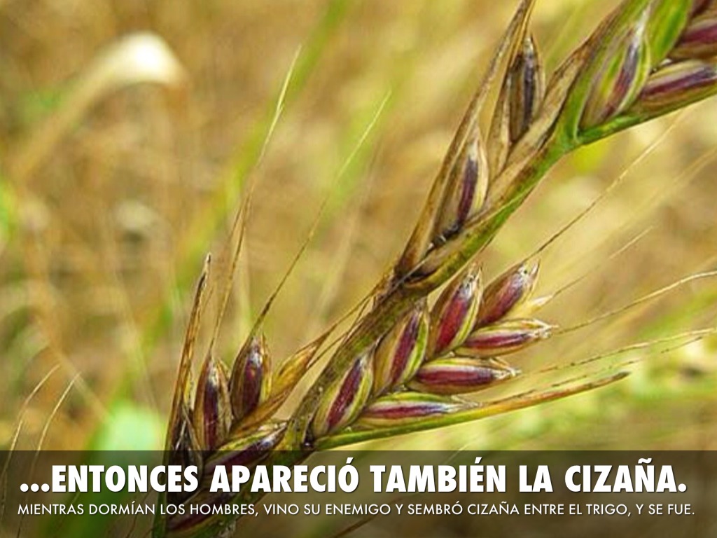 San Antonio (2010-2021). Blog cerrado.: El trigo y la cizaña (19 de Julio)