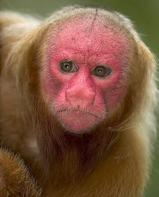 A vida dos Animais na Natureza