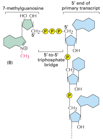 học Y: 12 sinh tổng hợp protein