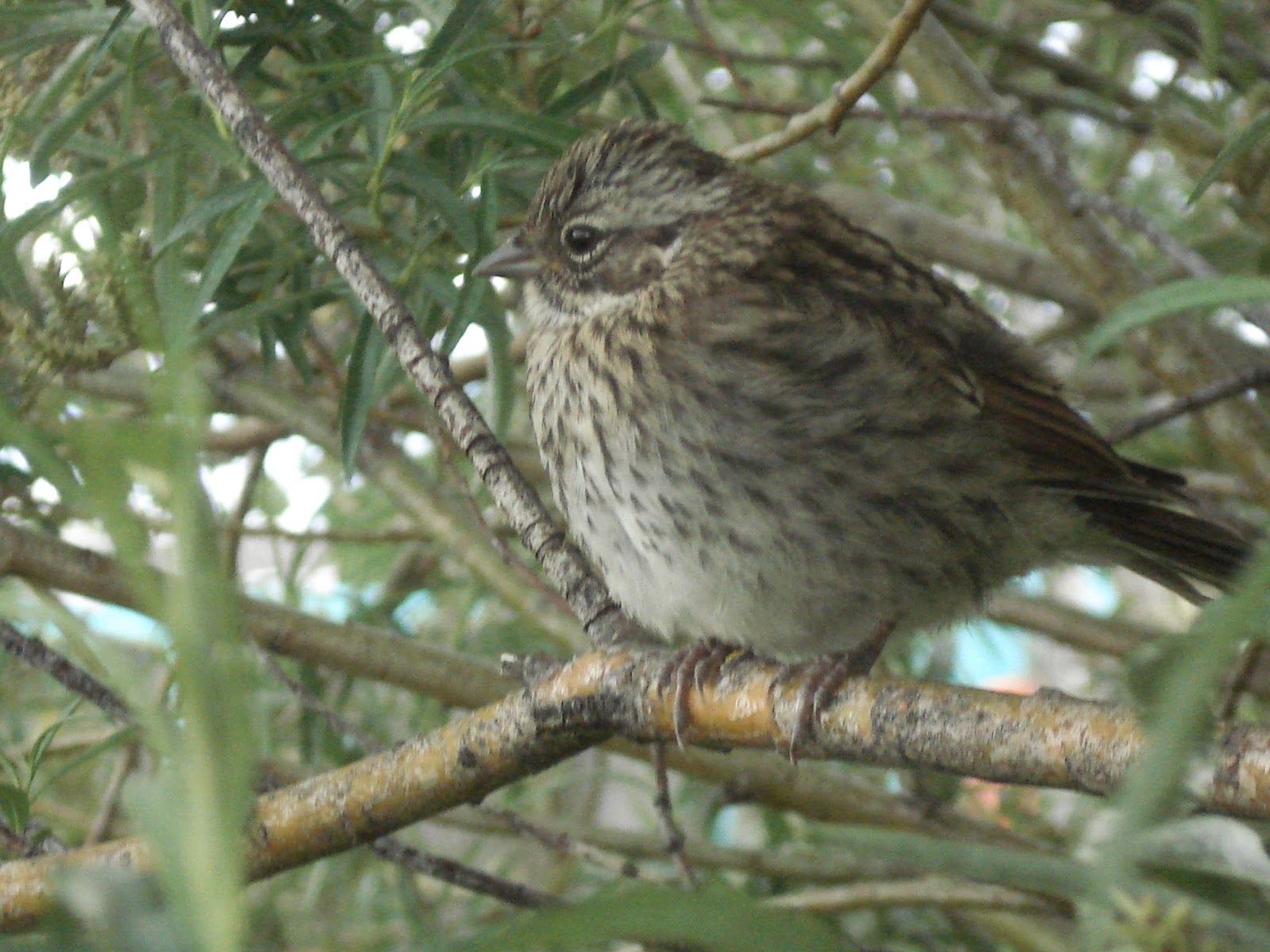 Aves Australes: Chincol