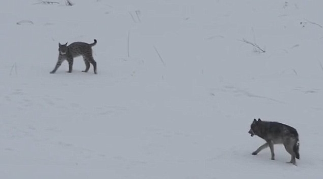White Wolf : Tense Moment A Wolf And A Lynx Are Spotted In Epic ...