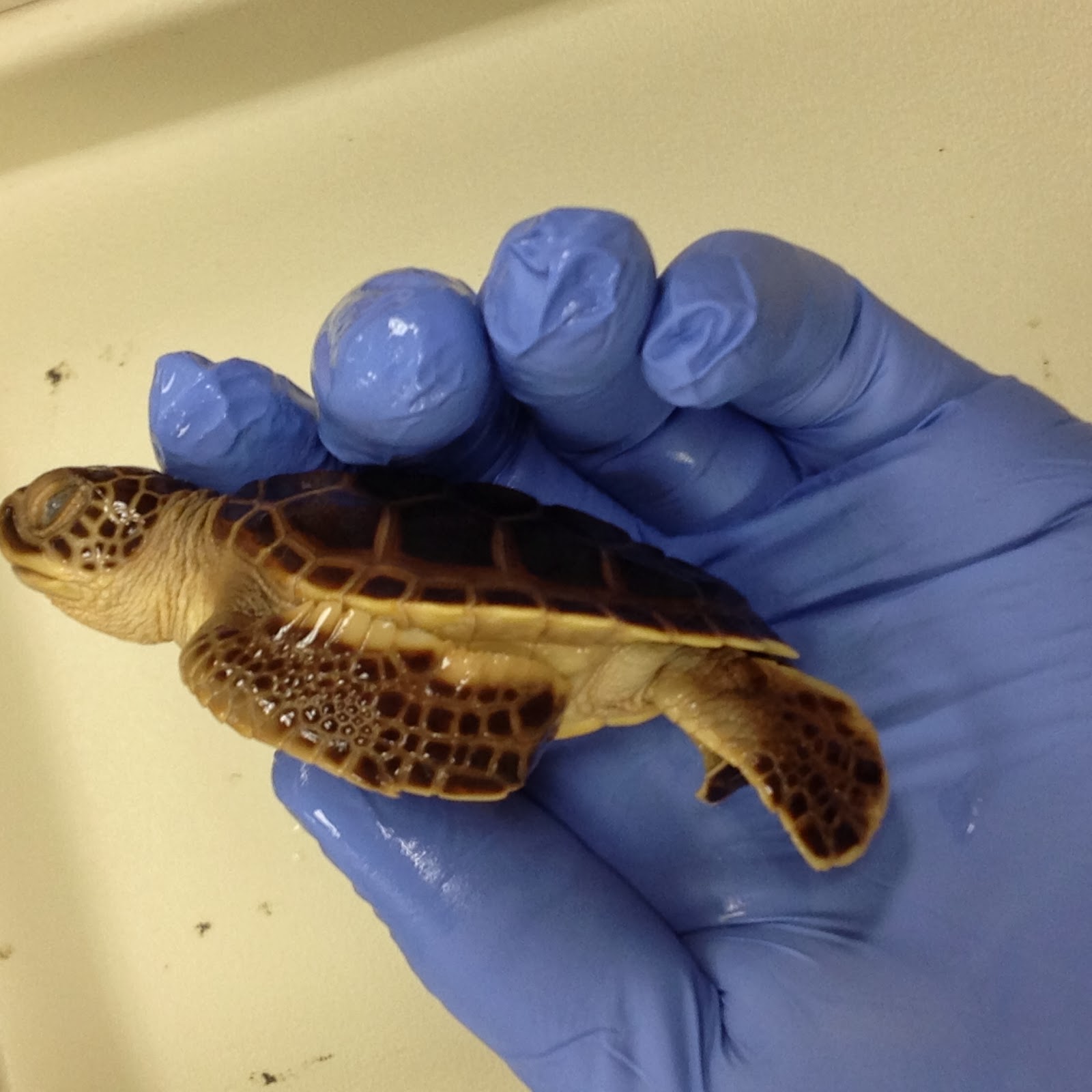 Biology of the Reptilia: Lab #2: Testudines (Nick Spies and Alex Murray)