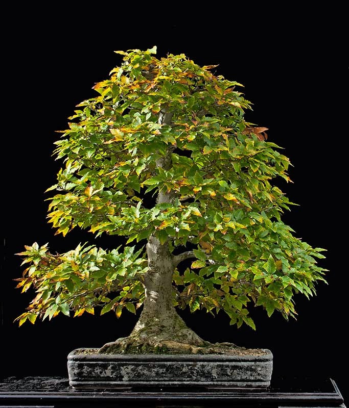 Walter Pall Bonsai Adventures: Japanese beech #2